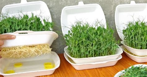 Полезная и вкусная микрозелень горошка в домашних условиях за 7 дней