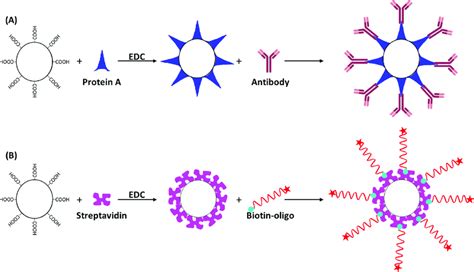 Coating Of Microcapsules And Beads With Proteins Or Nucleic Acids The
