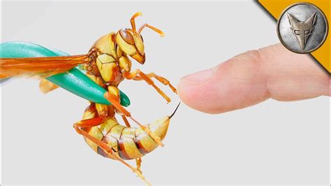 Executioner Wasp Brave Wilderness Wiki Fandom