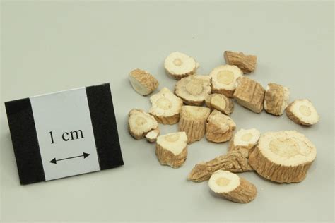 Isatis Root