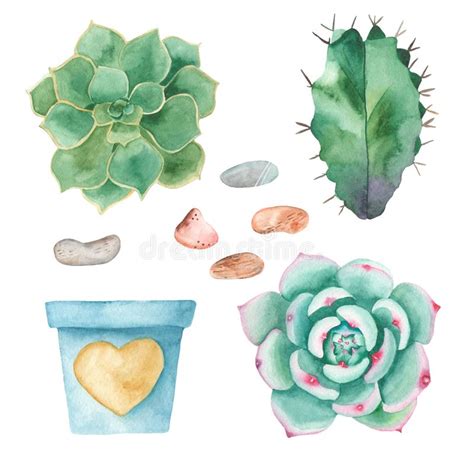 Sistema De La Acuarela De Los Cactus Succulents Guijarros Stock De