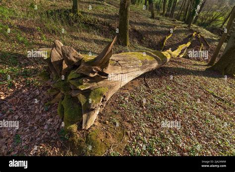 Dead Uprooted Tree Beerbach Middle Franconia Bavaria Germany Stock