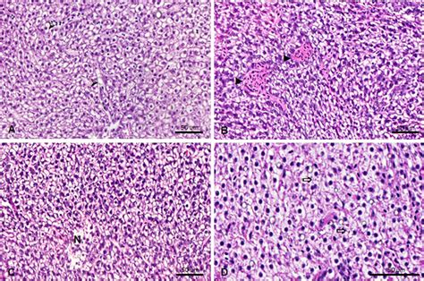Structural Organization Of The Liver Of Danio Rerio Stained With