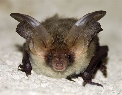 Bat Survey And Bat Emergence Survey Betts Ecology And Estates