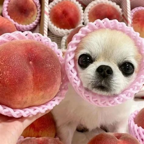 可爱小狗头戴粉色桃套，置身于一堆粉嫩桃子中萌翻了 表情包丨无字吉娃娃表情合集表情包图片动图 求表情网斗图从此不求人