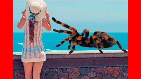 10 САМЫХ ЯДОВИТЫХ ПАУКОВ В МИРЕ Youtube