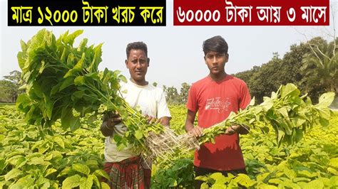 ডাটা শাক চাষ করে ৬০০০০ টাকা আয় ৩ মাসে চাষ পদ্ধতি আয় ব্যয় সবজি