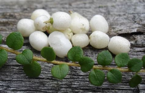 Creeping Snowberry Gaultheria Hispidula Edible Wild Plants Wild