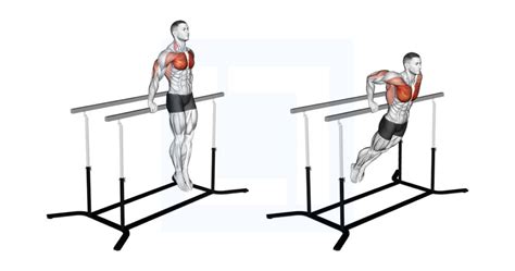 Isometric Chest Squeeze Guide Benefits And Form