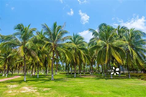 三亚湾海滩椰树林图片素材 花瓣网