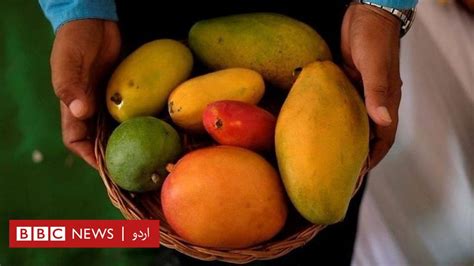 انڈیا کے کیسر آم پر لگنے والی بولی جو بھی سب سے اچھا دام دیتا ہے، آم
