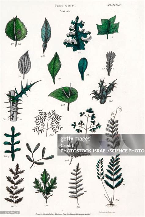 Botanical Linnean Classification 19th Century Illustration High Res