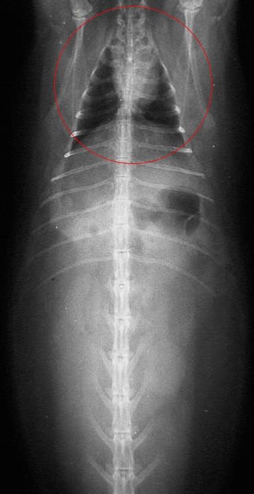 Femur Fracture Surgery In Rabbits