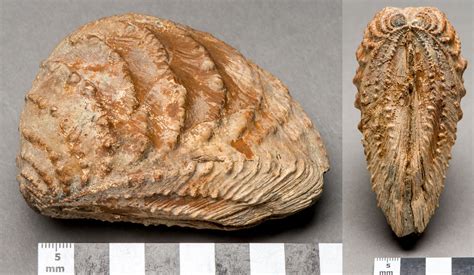11 Beautiful Fossils From The Jurassic Coast World Heritage Site
