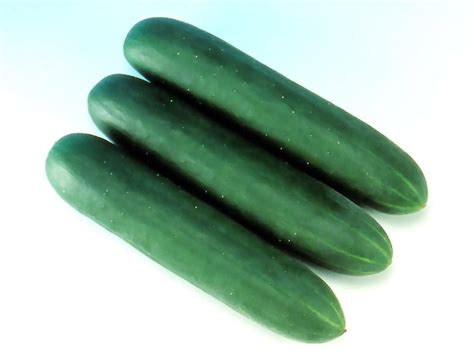 cucumber spring swallow known you seed america