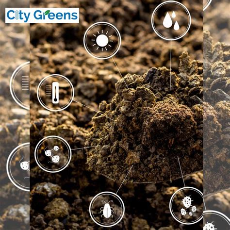 City Greens On Linkedin Healthyplants Hydroponics