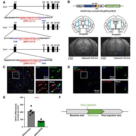 β Arrestin Mediated Internalization Of Cb1r 1 Following Agonist