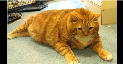 爆笑谁说只有橘猫才有肥胖基因 明明什么颜色的猫都可以巨胖