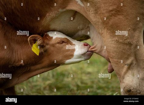 Calf Sucking On The Udder Of The Mother Cow Stock Photo Alamy