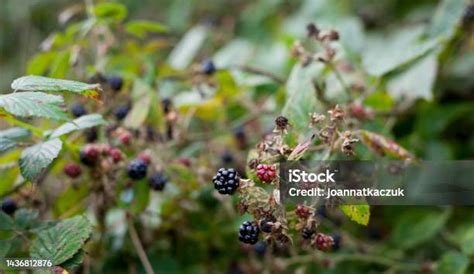 야생 블랙 베리 야생 음식 채집 과일로 가득한 여름 가시 나무 덤불 블랙베리에 대한 스톡 사진 및 기타 이미지 블랙베리 산울타리 원예 Istock