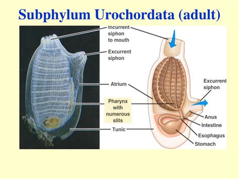 Subphylum Urochordata