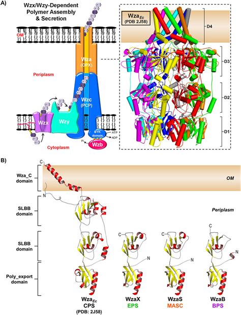 Conventional Wzxwzy Dependent Polysaccharide Assembly And Secretion