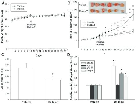 Dp44mt Inhibited Growth Of Sas Cells In Xenograft Mouse Model When Download Scientific Diagram