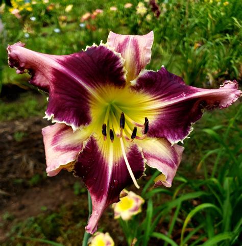 Earthly Treasures Daylily Garden Skater
