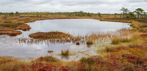 Peatlands In The Eu Nature Restoration Law A Factsheet Wetlands