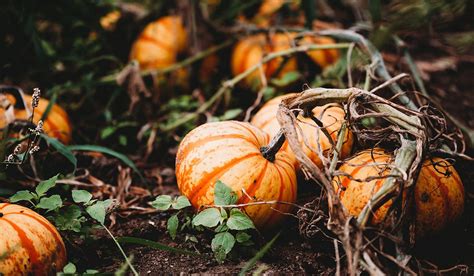 Pumpkin Fall Photography