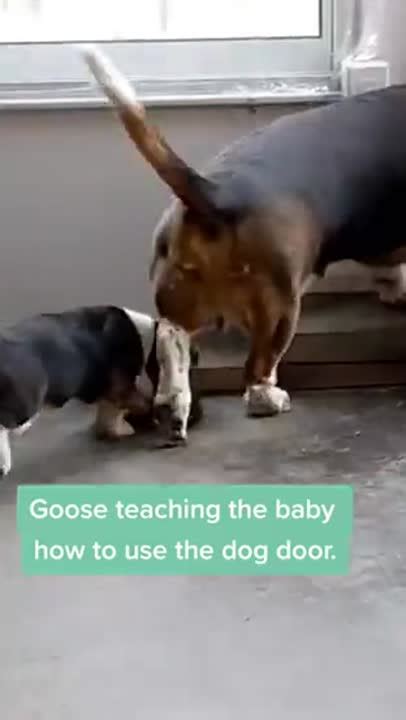 Anna Torok On Linkedin Cute And Reliable 🐶