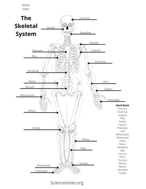 Anatomy Worksheets For High School Printable Worksheets