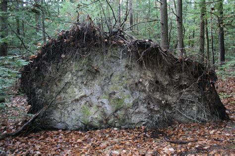 Spicebush Log Roots