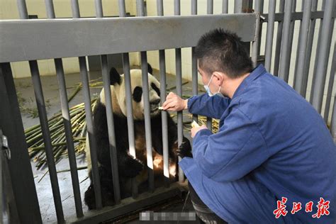 大熊猫姐妹花春俏和胖妞离开武汉启程回老家 搜狐大视野 搜狐新闻