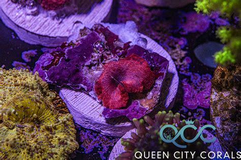 Pink Discosoma Mushroom Wysiwyg Queen City Corals