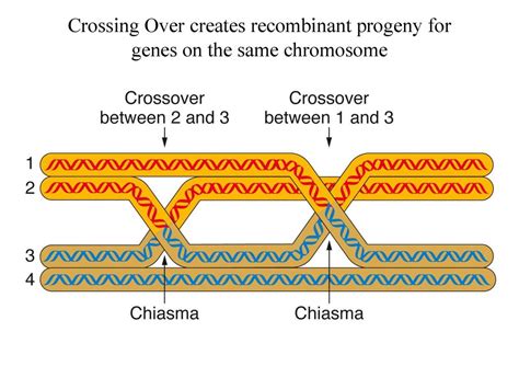 Human Pedigrees Polymorphic Traits Ppt Download