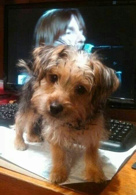 Silky Poo Silky Terrier X Poodle Info Puppies Pictures