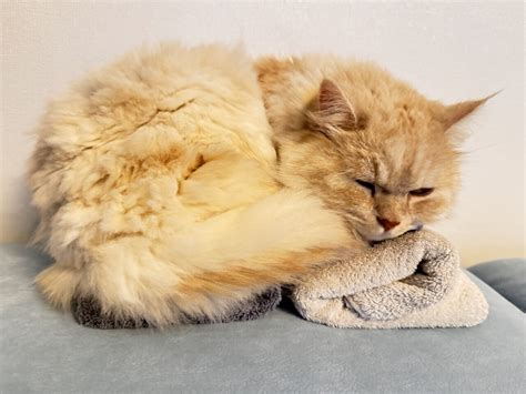 고양이 자랑 유머 움짤 이슈 에펨코리아