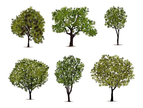 Premium Vector Realistic Trees Set