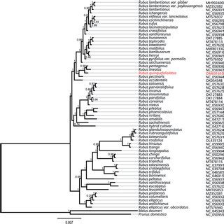 Phylogenetic Tree Inferred By Maximum Likelihood ML Method Based On