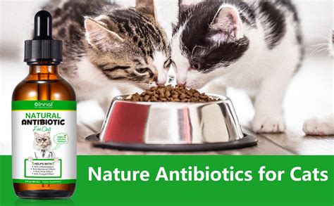 60ml Cat Antibiotics For Infections Antibiotics For Cats