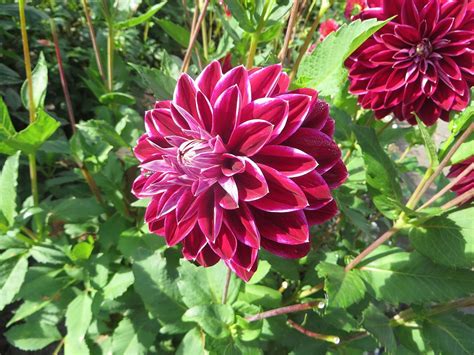 Dahlia Purple Pearl Tubers Shaw Green Dahlias 🇬🇧 Uk Trusted Company