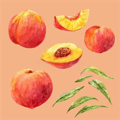 Melocotón Dibujado Mano De La Acuarela Ilustración Del Vector