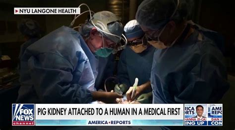 New York Researchers Conduct Pig Heart Transplant Experiments In Hopes