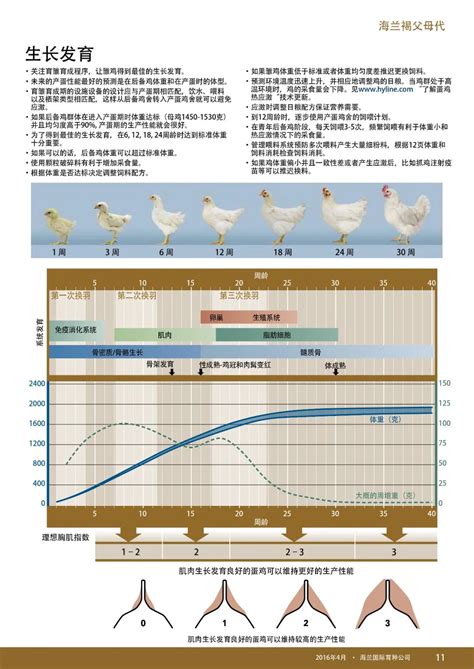 养殖手册 海兰褐父母代蛋鸡饲养管理手册 20220331修订版 种禽 孵化专区 鸡病专业网论坛