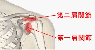 板状筋の構造作用と鍛え方 筋力トレーニング 武器屋 net BLOG