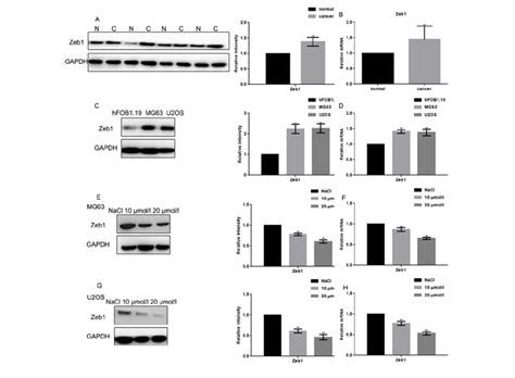 Naringin Inhibits The Expression Of Zeb1 In Osteosarcoma Cells A B