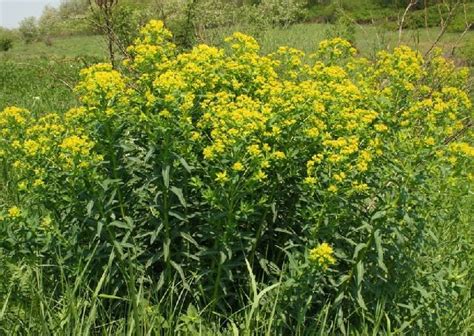 Молочай Палласа: лікувальні властивості, протипоказання і застосування ...