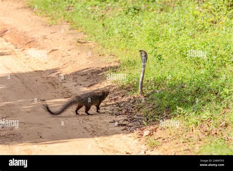 Asian Mongoose Fights With An Aggressive Cobra In The Wild Natural