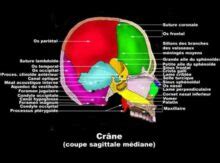 Crâne coupe sagittale médiane Vulgaris medical